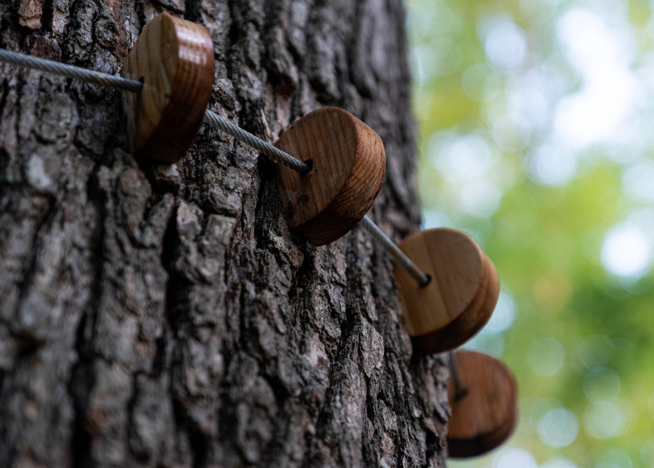 Floating Wood - Jason Norfleet